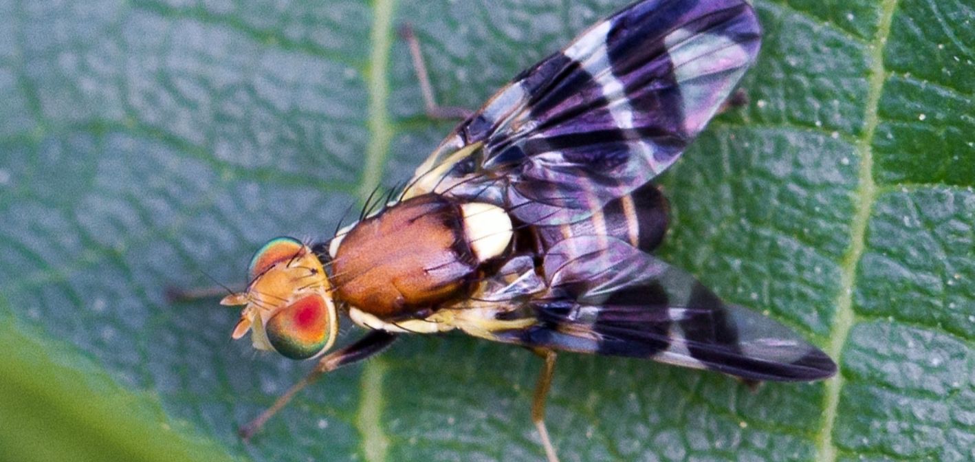 Pripravme sa na ochranu proti vrtivke orechovej - bioTomal
